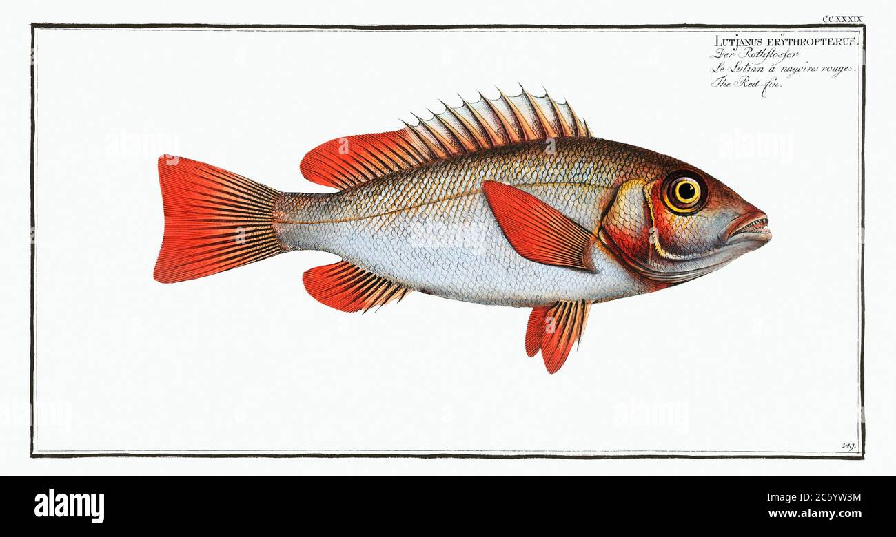 Lutjanus erythropterus hi-res stock photography and images - Alamy