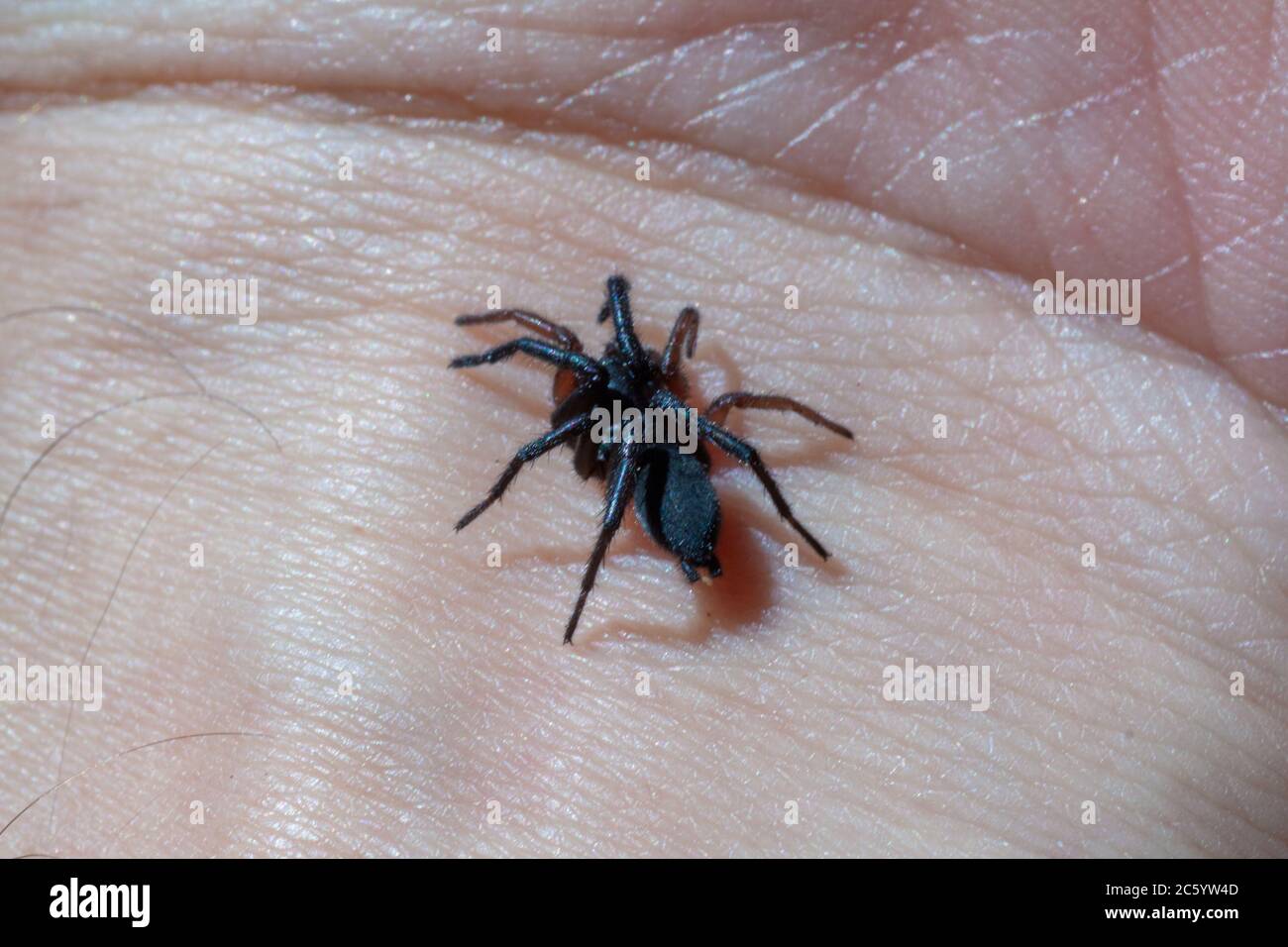 a small poisonous spider on the arm of a man bites the skin injects ...