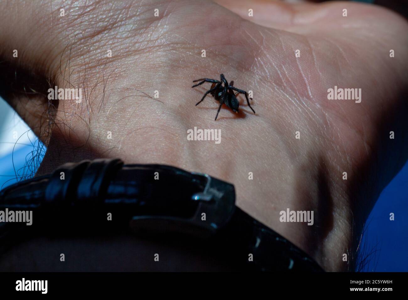 a small poisonous spider on the arm of a man bites the skin injects ...