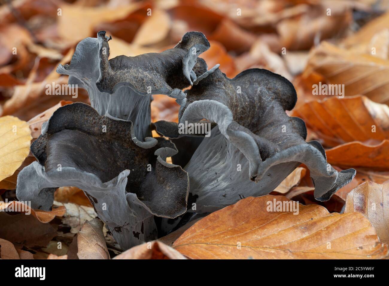 Edible mushroom Craterellus cornucopioides in the beech forest. Known ...