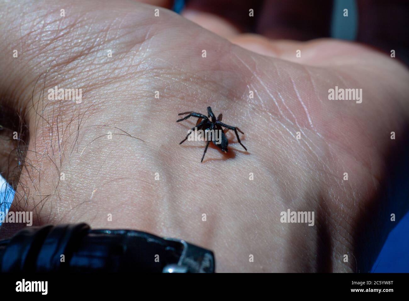 a small poisonous spider on the arm of a man bites the skin injects ...