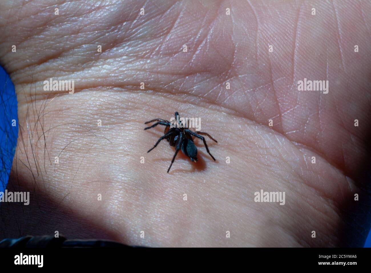 Tarantula on arm hi-res stock photography and images - Alamy
