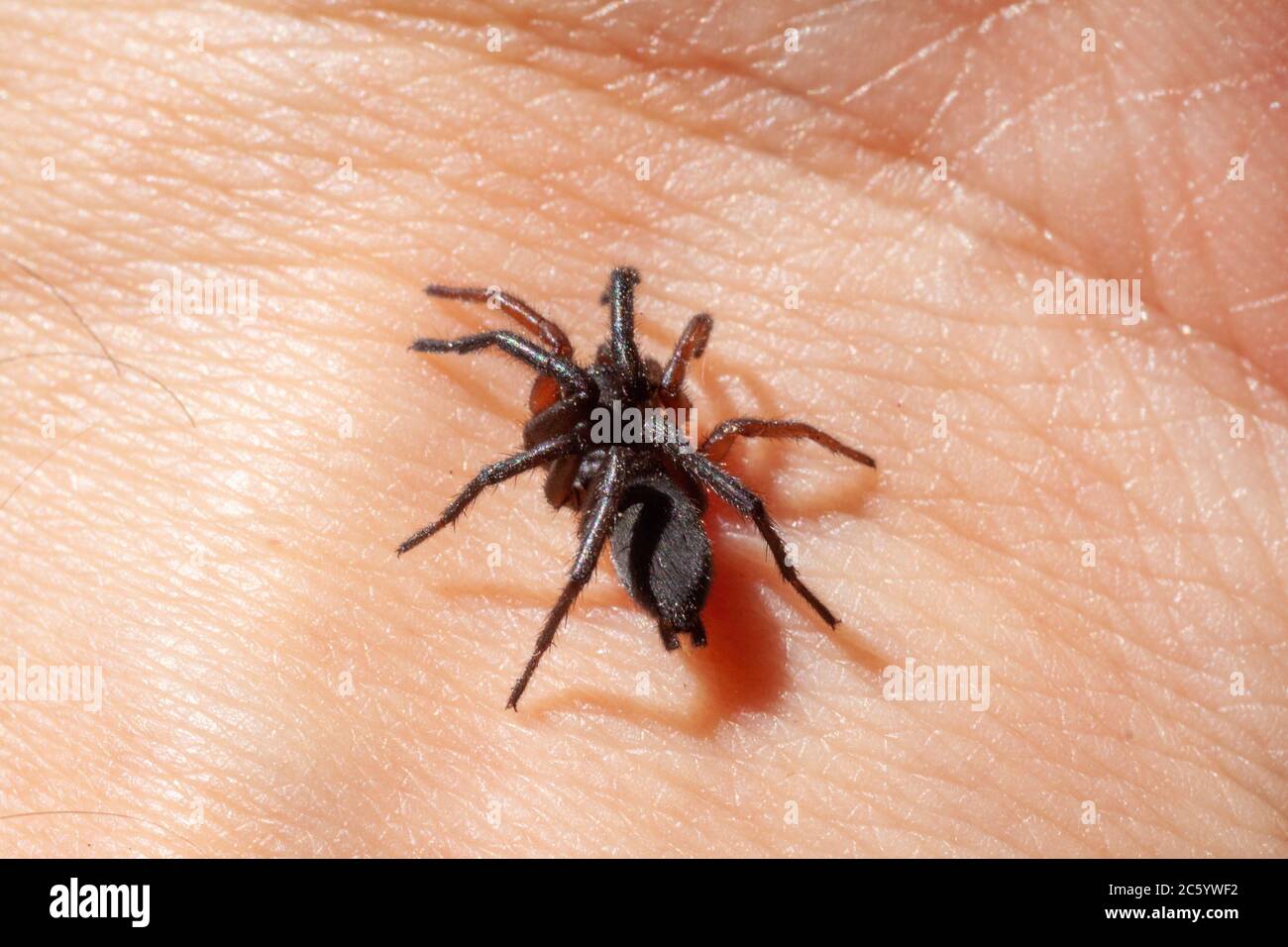 a small poisonous spider on the arm of a man bites the skin injects ...