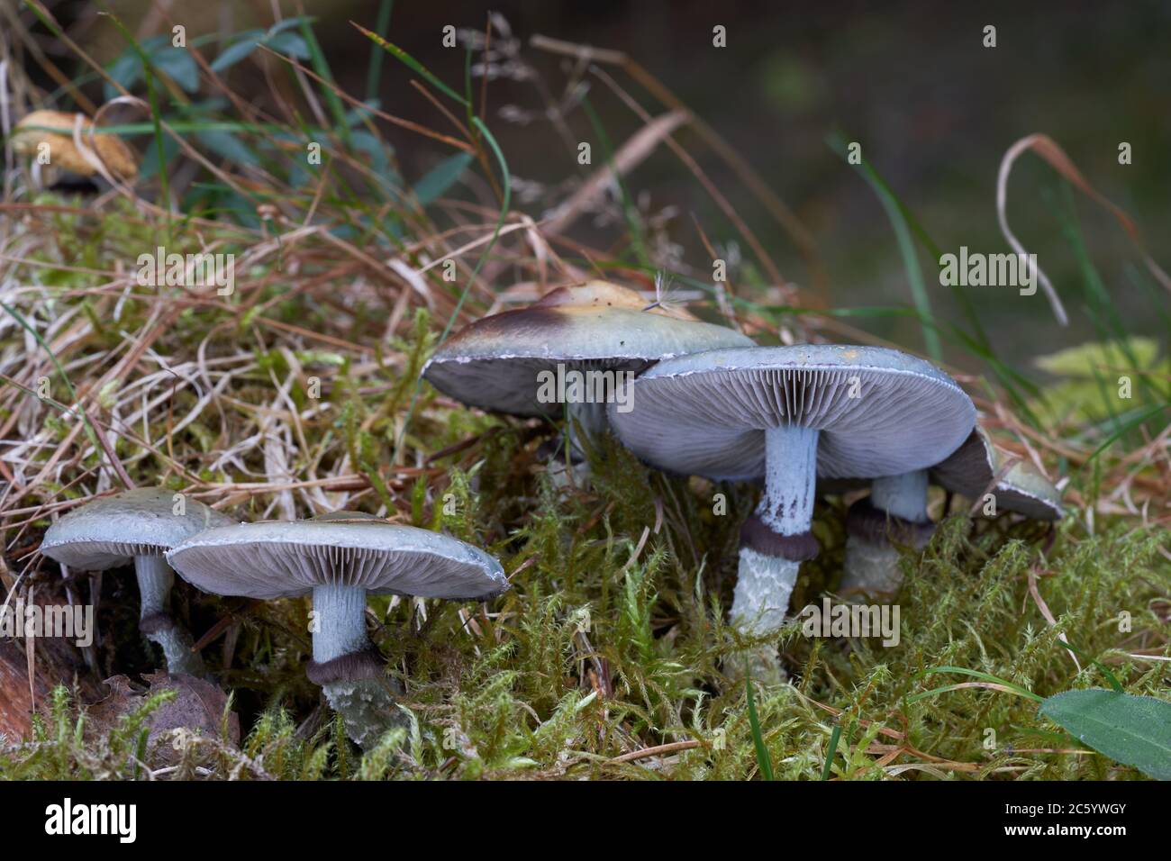 Poisonous mushroom Stropharia aeruginosa in the spruce forest. Known as ...