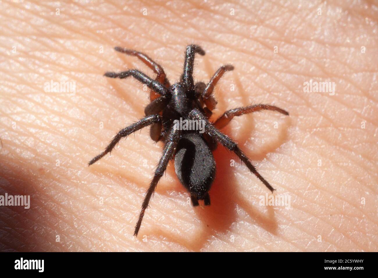 a small poisonous spider on the arm of a man bites the skin injects ...