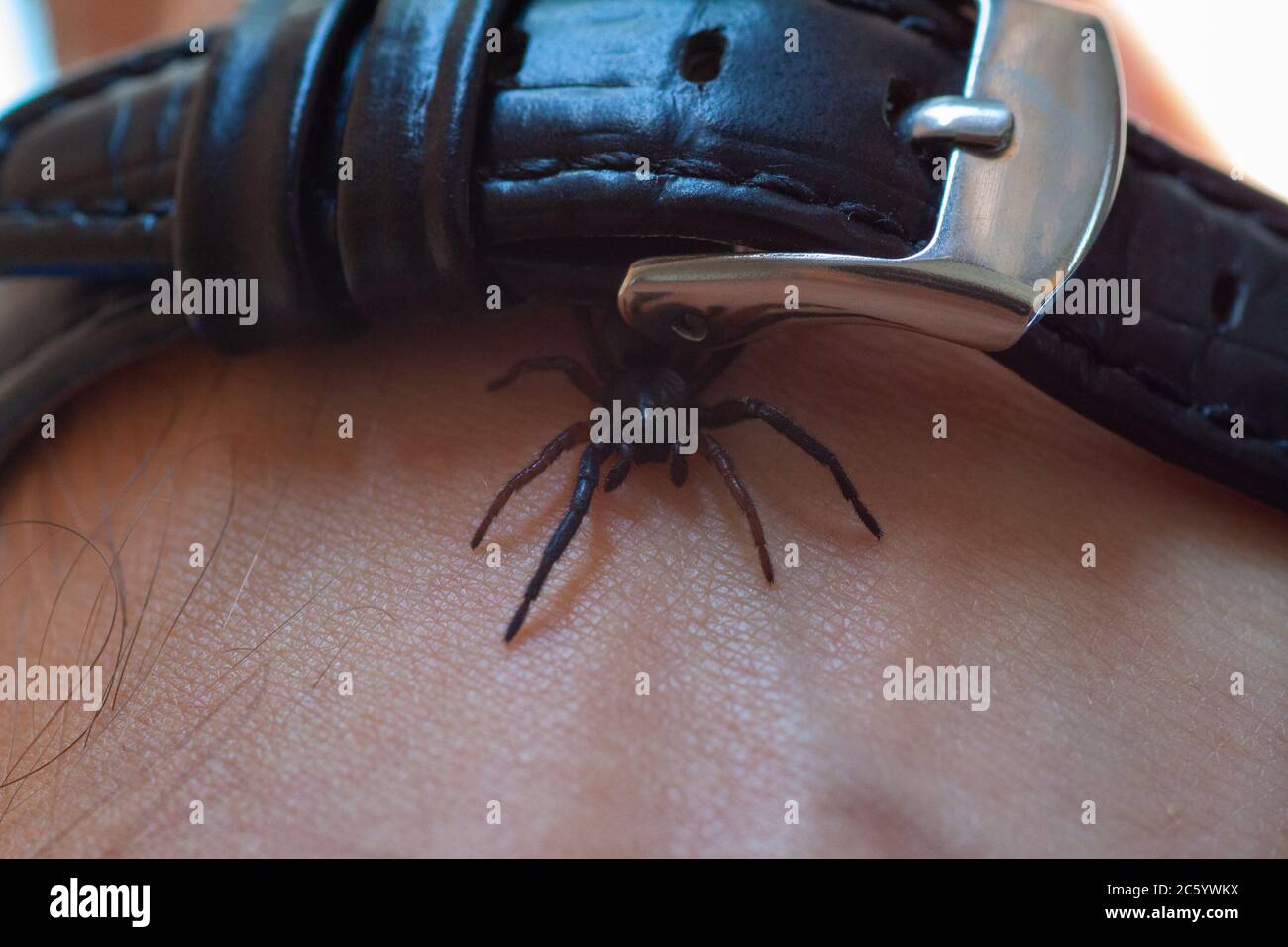 a small poisonous spider on the arm of a man bites the skin injects ...