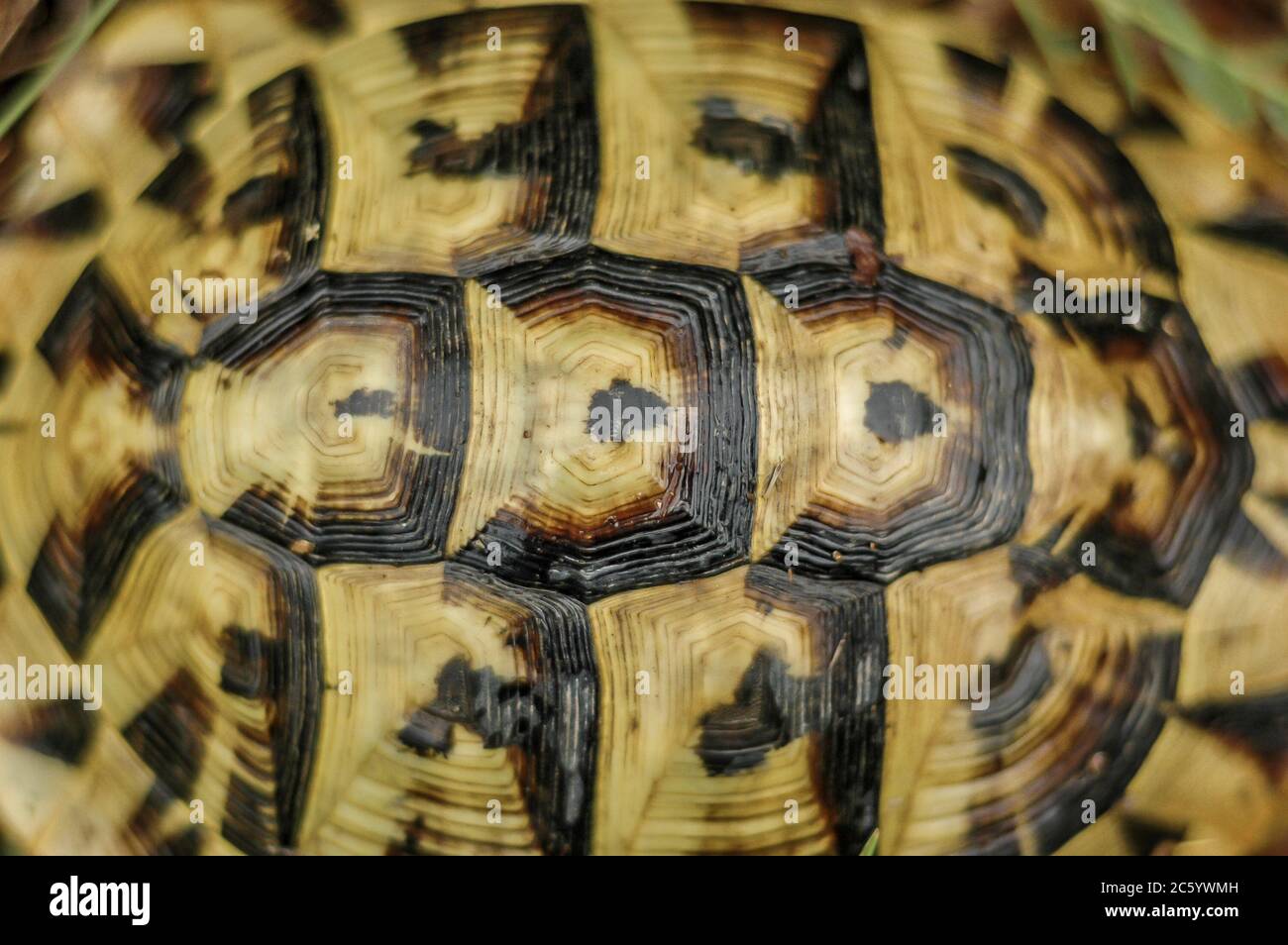 Turtle shell top view hi-res stock photography and images - Alamy