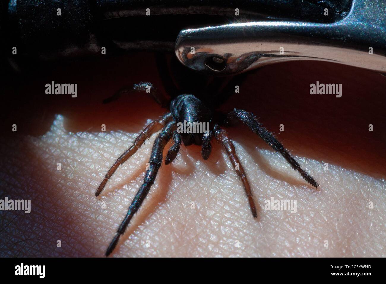 a small poisonous spider on the arm of a man bites the skin injects ...