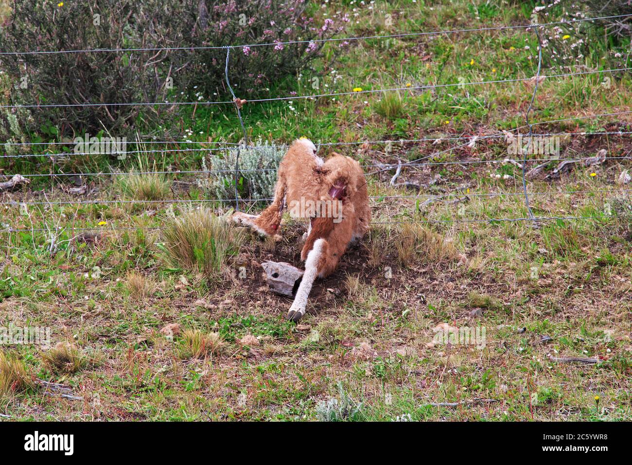 Dead lama in Torres del Paine National Park, Patagonia, Chile Stock ...