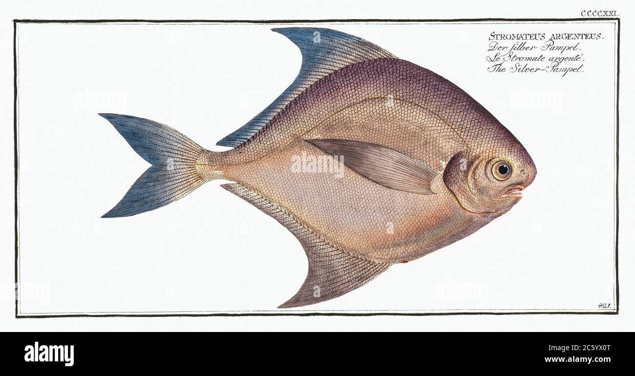 Stromateus hi-res stock photography and images - Alamy