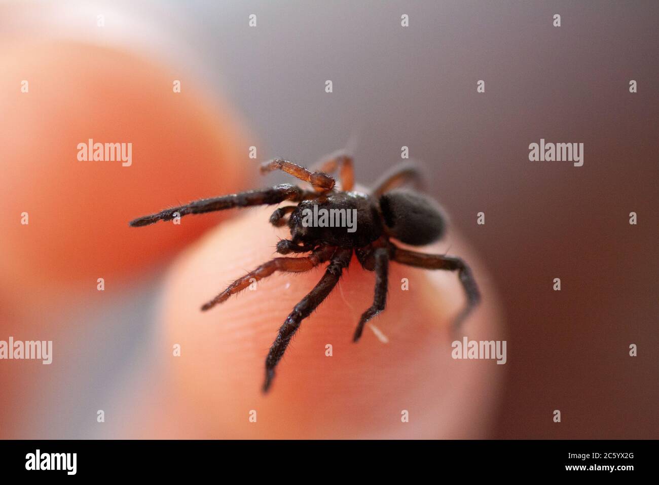 a small poisonous spider on the arm of a man bites the skin injects ...
