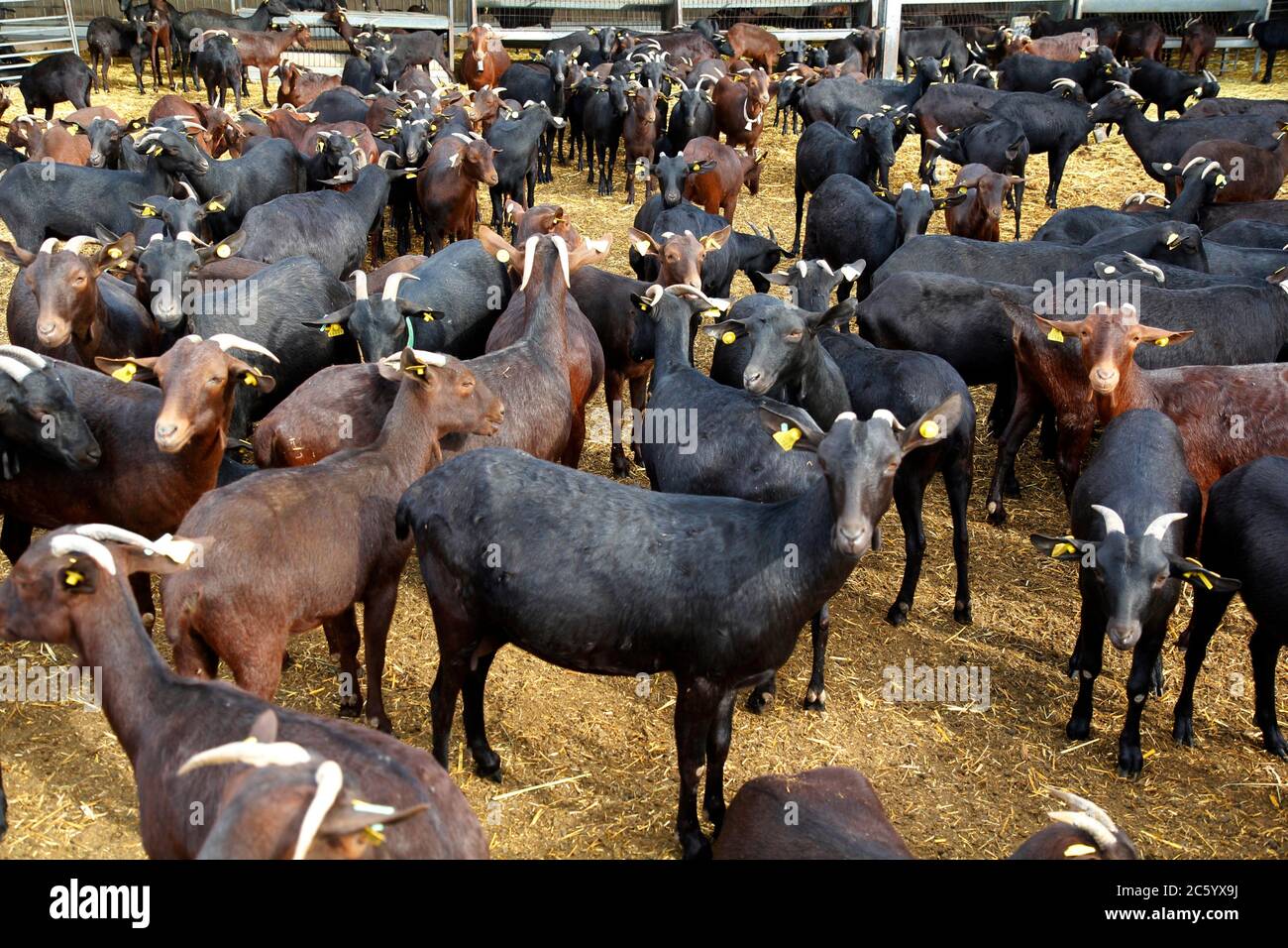 Cowhouse High Resolution Stock Photography and Images - Alamy