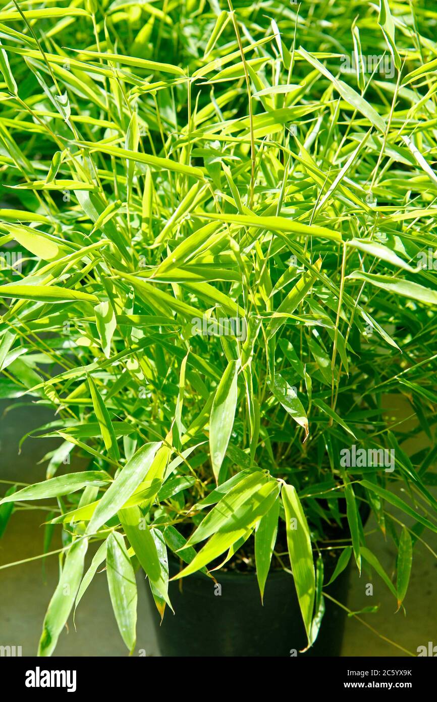 Bamboo color hi-res stock photography and images - Alamy