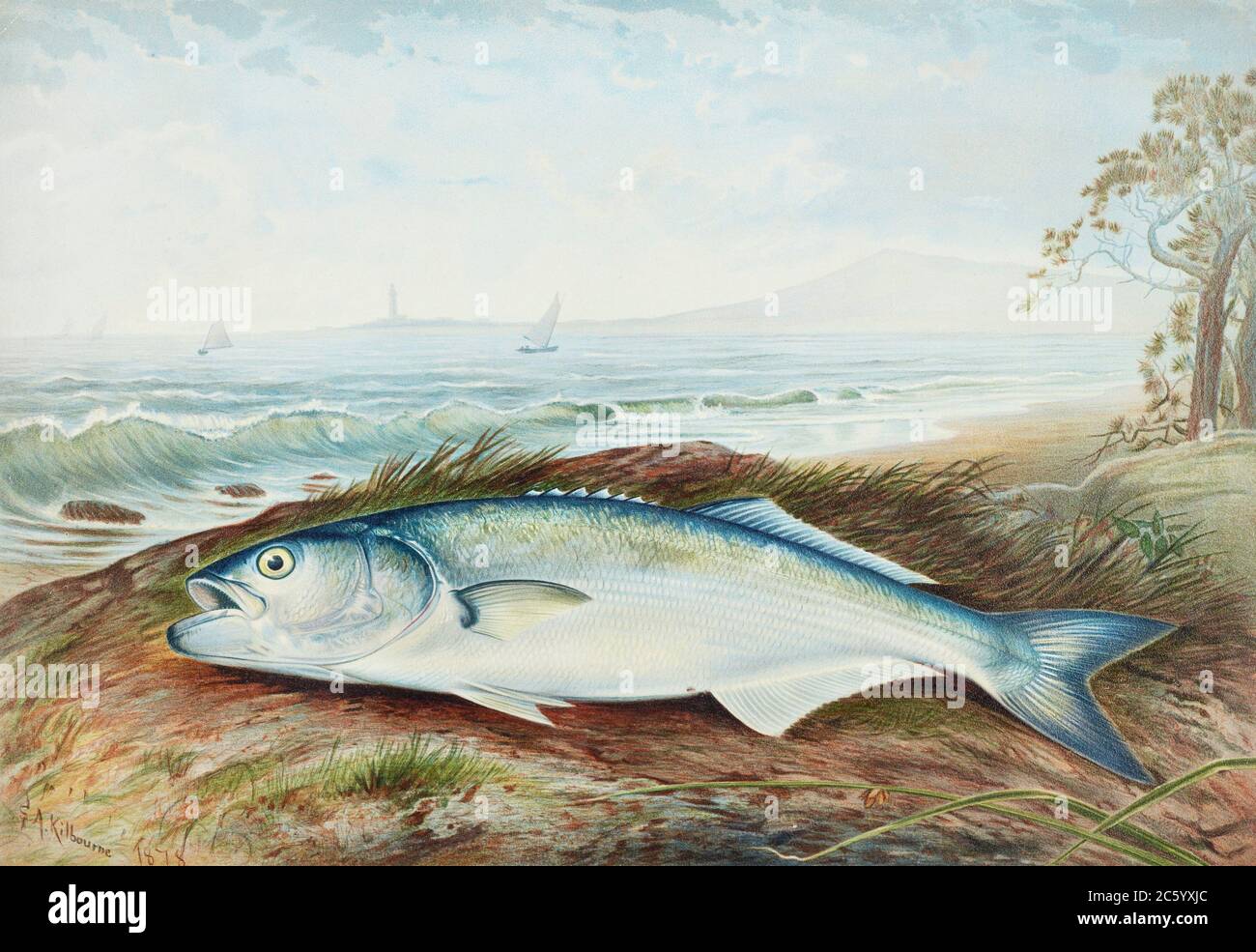 Sprat fish underwater hi-res stock photography and images - Alamy