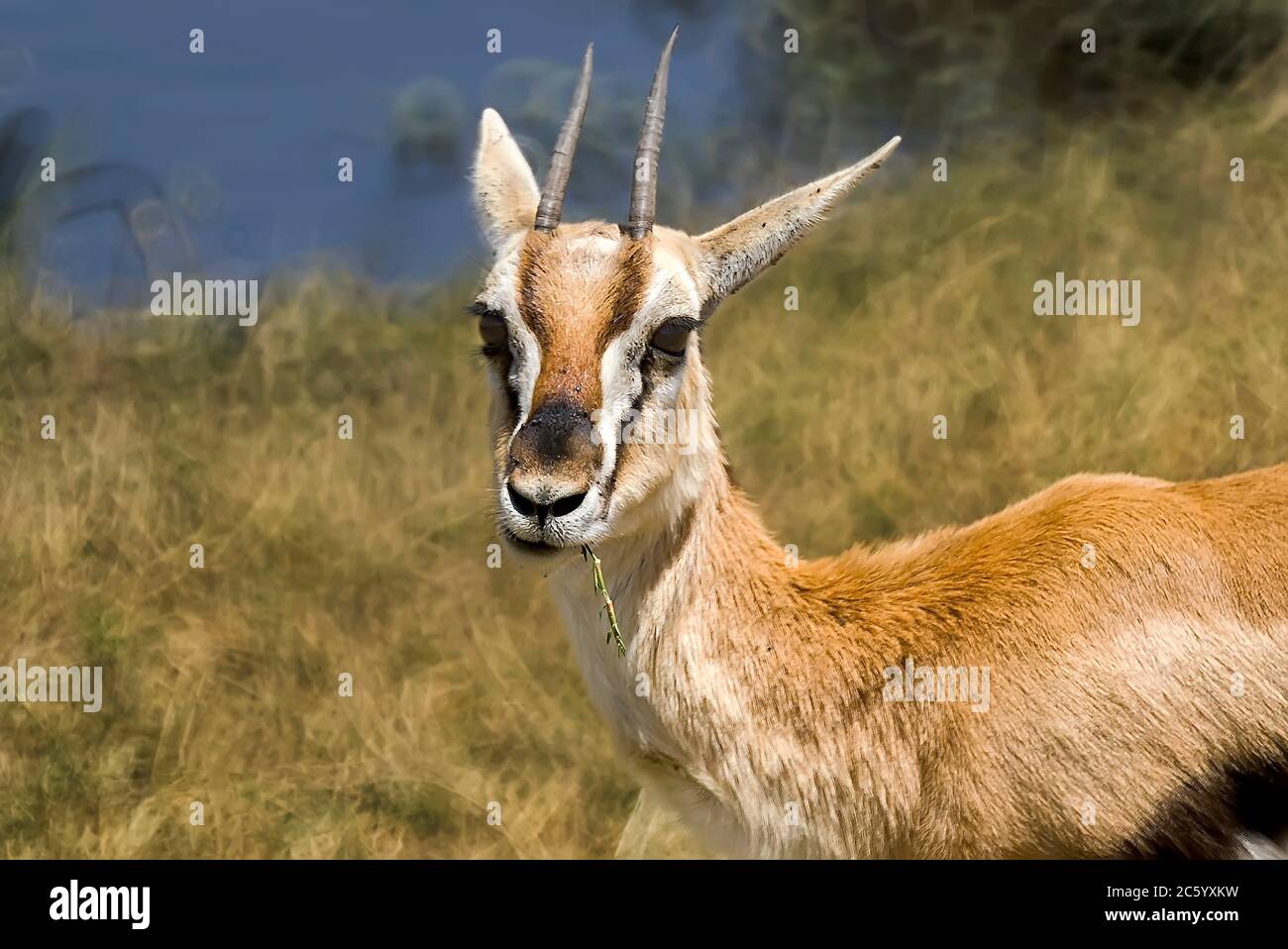 Thomson's Gazelle (Eudorcas thomsoni) looking straight in the camera ...