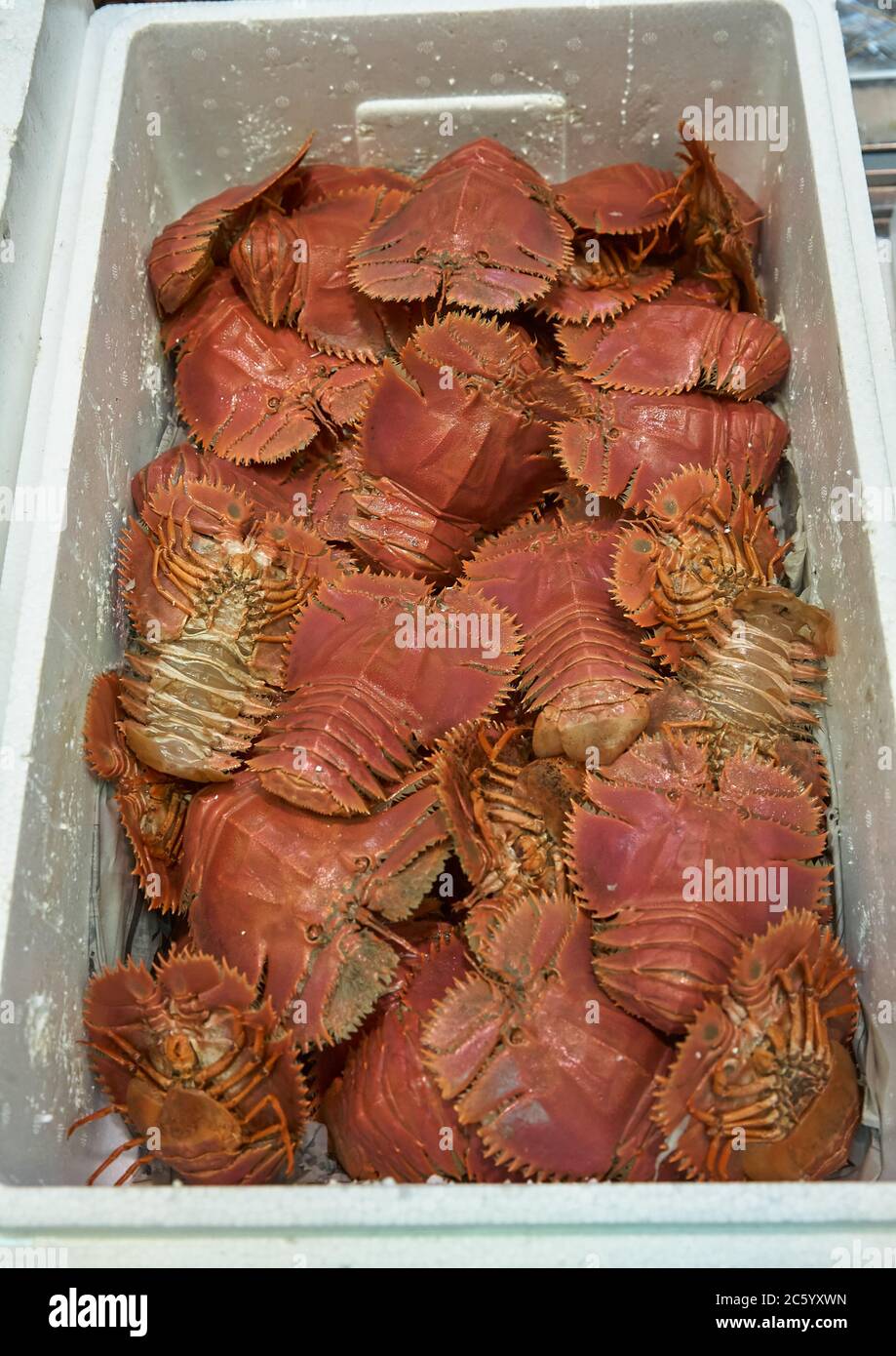The butterfly fan lobster (Ibacus peronii) in the styrofoam box for ...