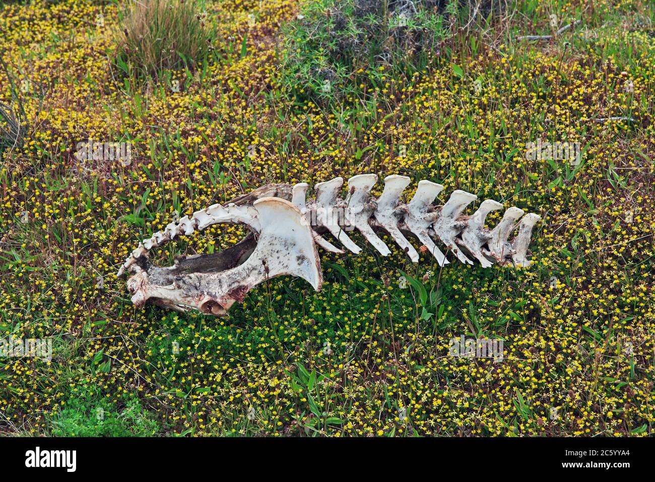 Dead lama in Torres del Paine National Park, Patagonia, Chile Stock ...