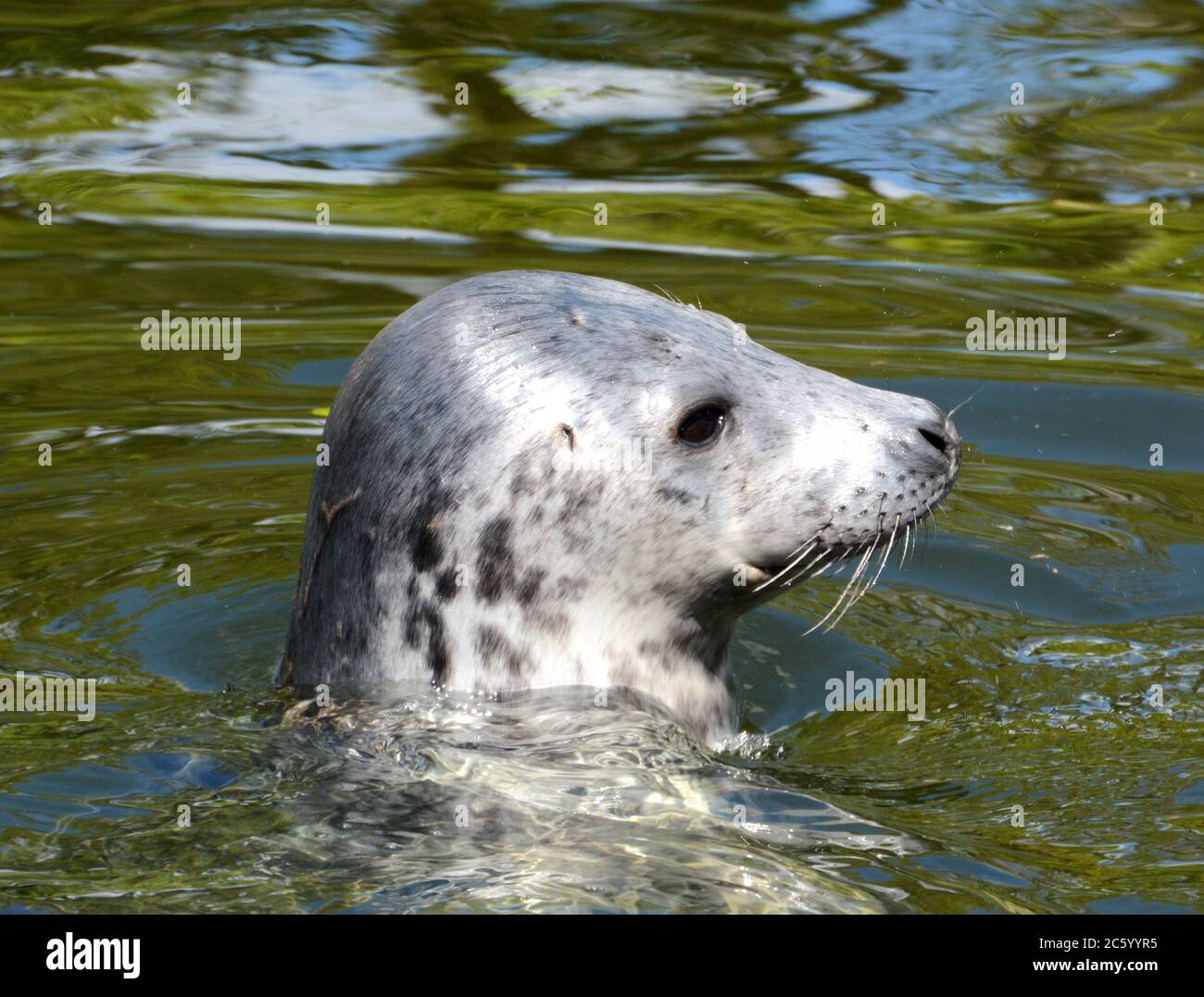 Snout of a common seal (Phoca vitulina Linnaeus) in the zoo of Skansen ...