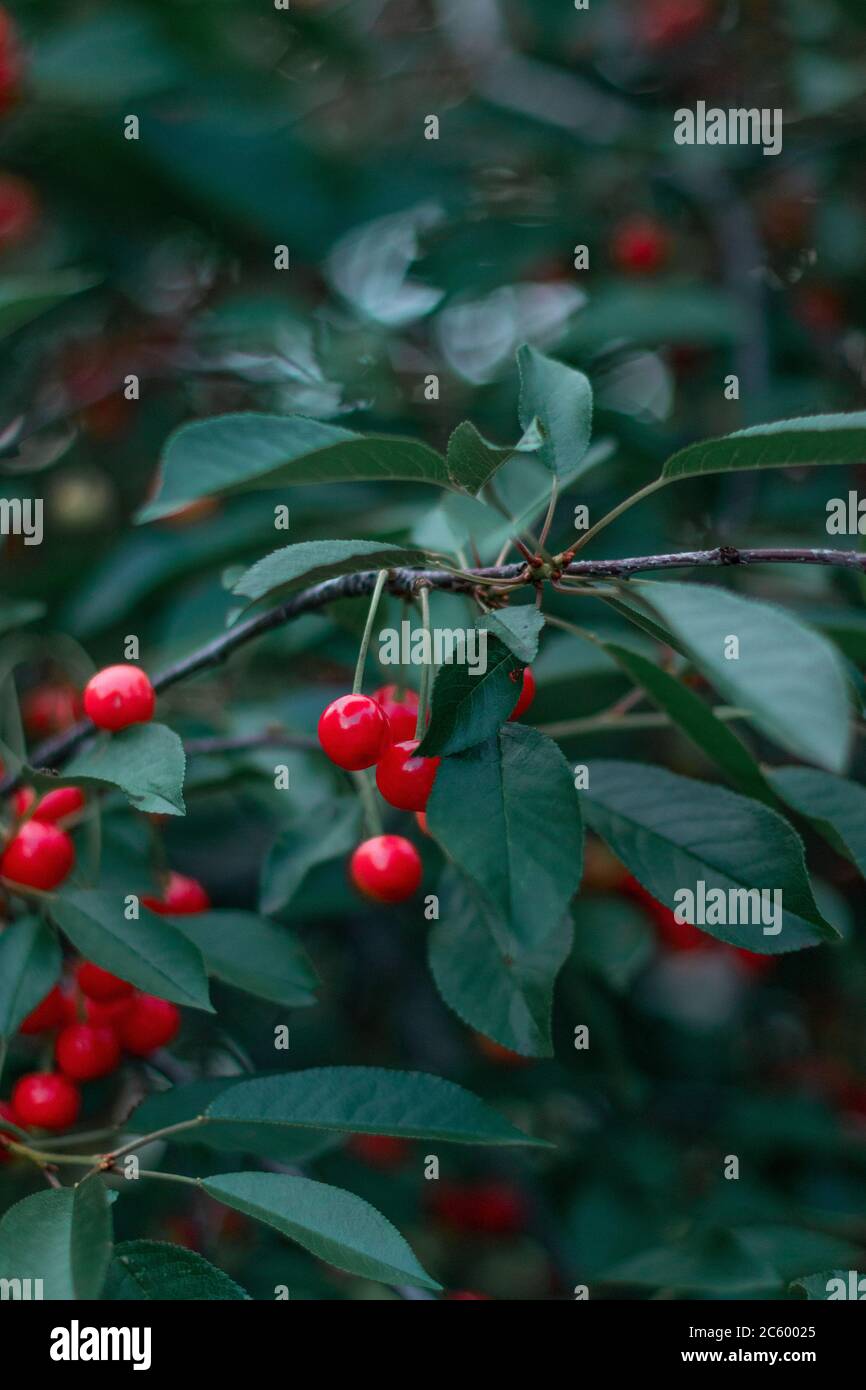 Ripe bunches of red cherries on the branches of tree Stock Photo - Alamy