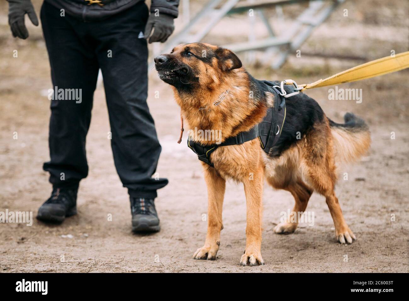 German shepard barking hi-res stock photography and images - Alamy