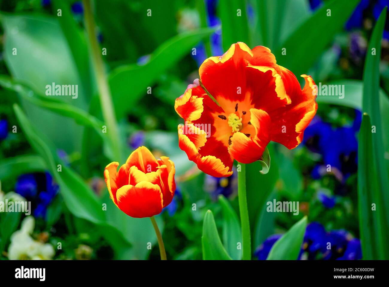Duo of tulips hi-res stock photography and images - Alamy