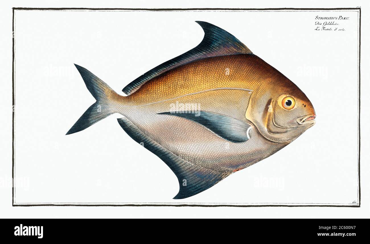 Stromateus hi-res stock photography and images - Alamy