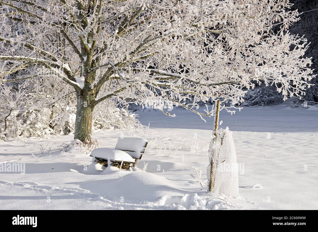 Tree corridor hi-res stock photography and images - Alamy