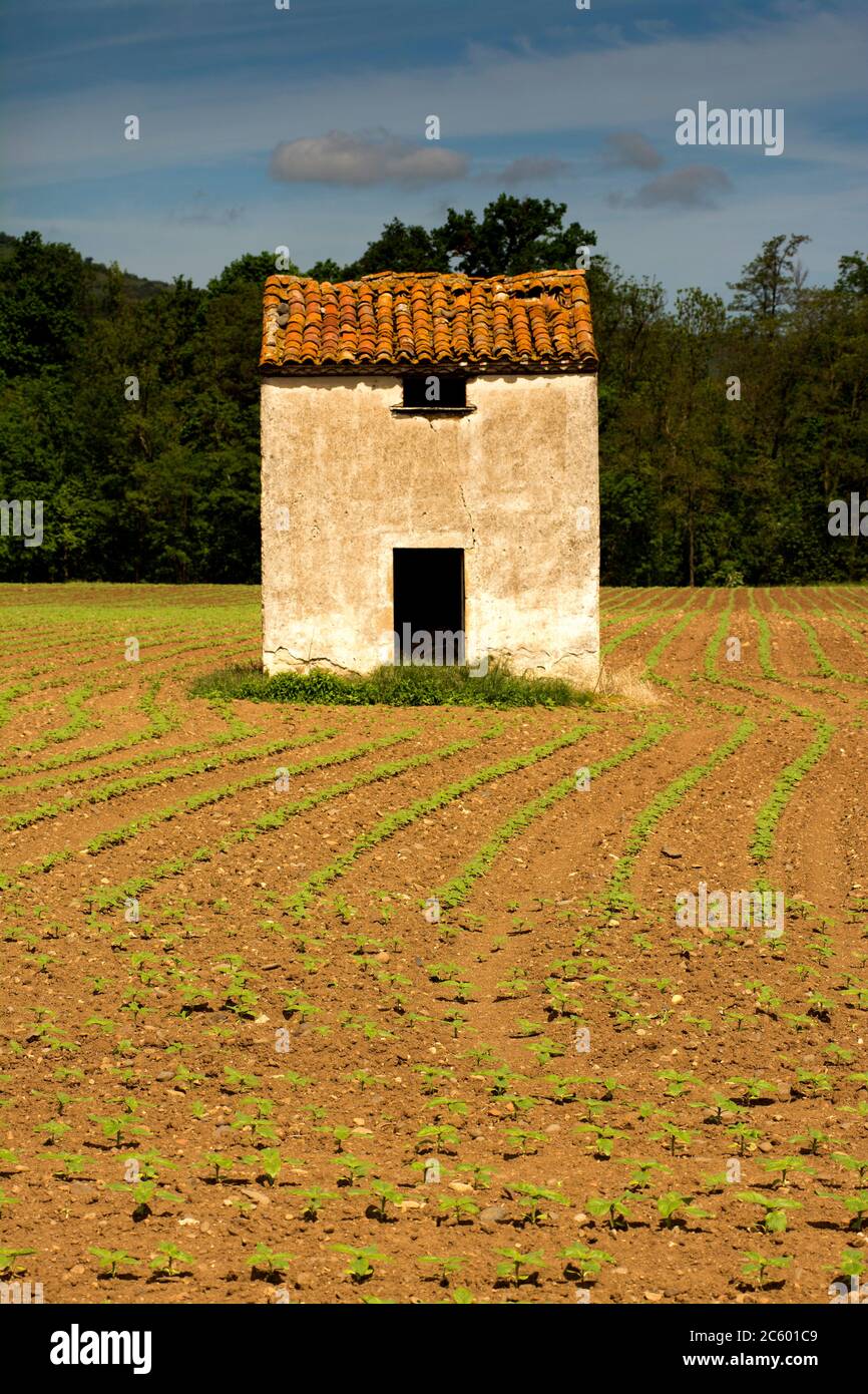 Small sunflower field hi-res stock photography and images - Alamy