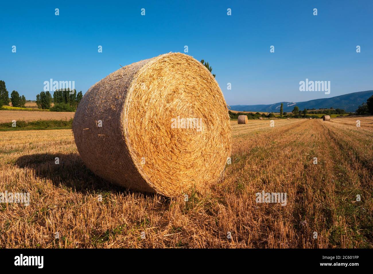 Yellow bail hay straw agriculture hi-res stock photography and images ...