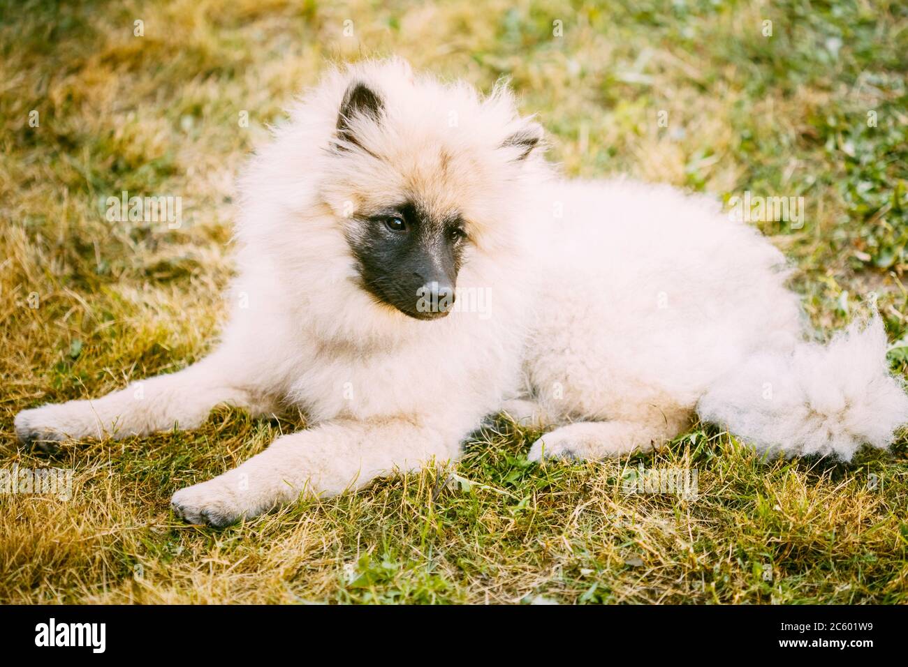 Keeshound High Resolution Stock Photography and Images - Alamy