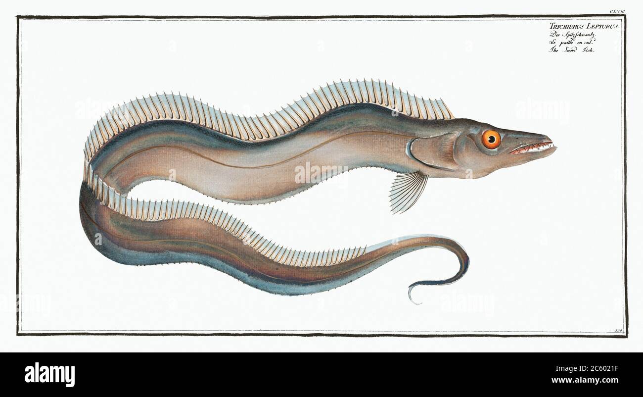 Trichiurus lepturus sword fish hi-res stock photography and images - Alamy