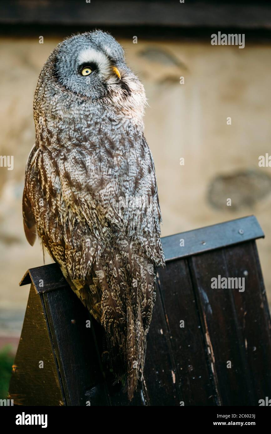 Is a very large owl hi-res stock photography and images - Alamy