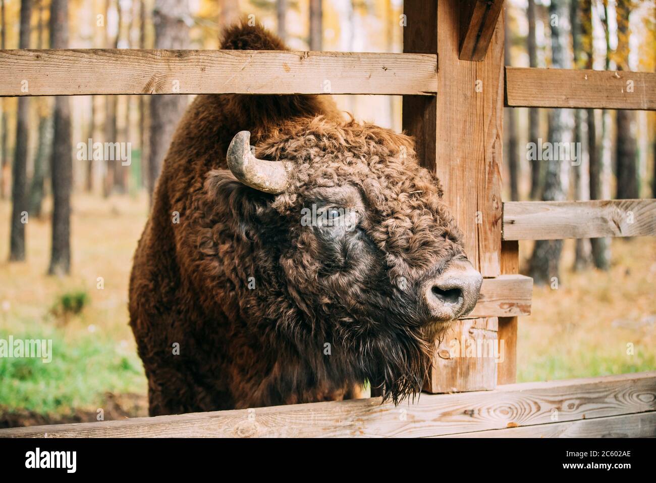 Russian Bison