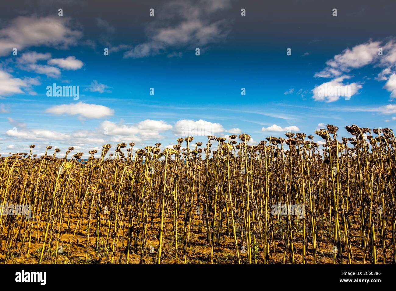 Desolate Field High Resolution Stock Photography and Images - Alamy