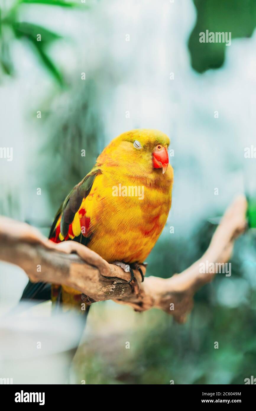 Regent Bird High Resolution Stock Photography and Images - Alamy