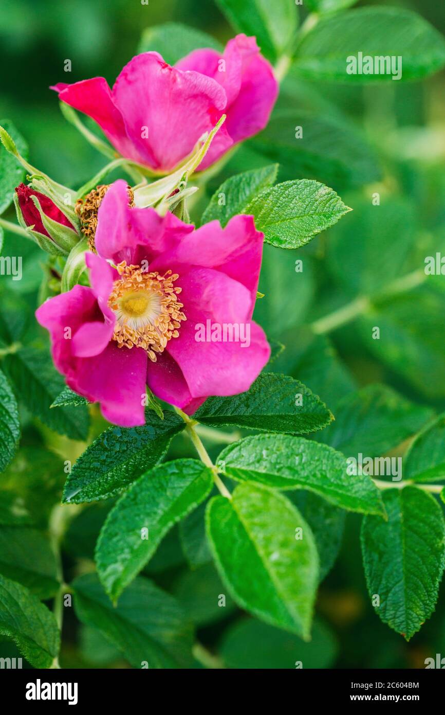 Rosaceae Family Members