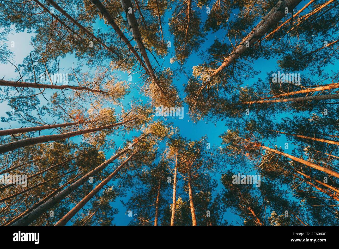 Canopy color hi-res stock photography and images - Alamy