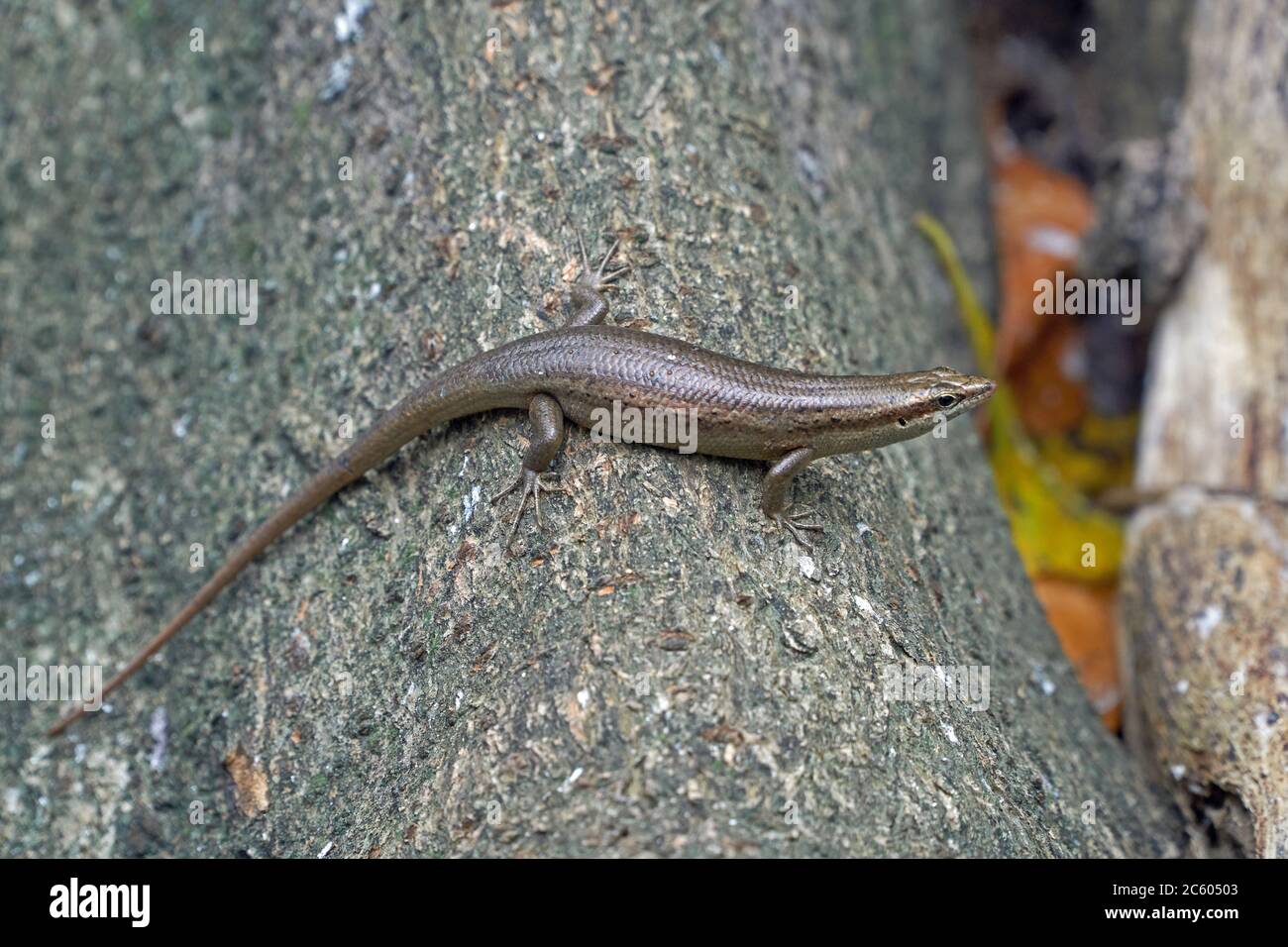 Indian endemic skink hi-res stock photography and images - Alamy