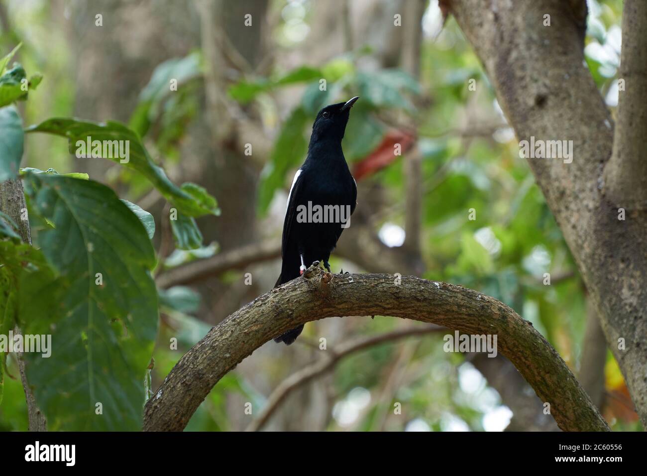 Magpie robin seychelles hi-res stock photography and images - Alamy