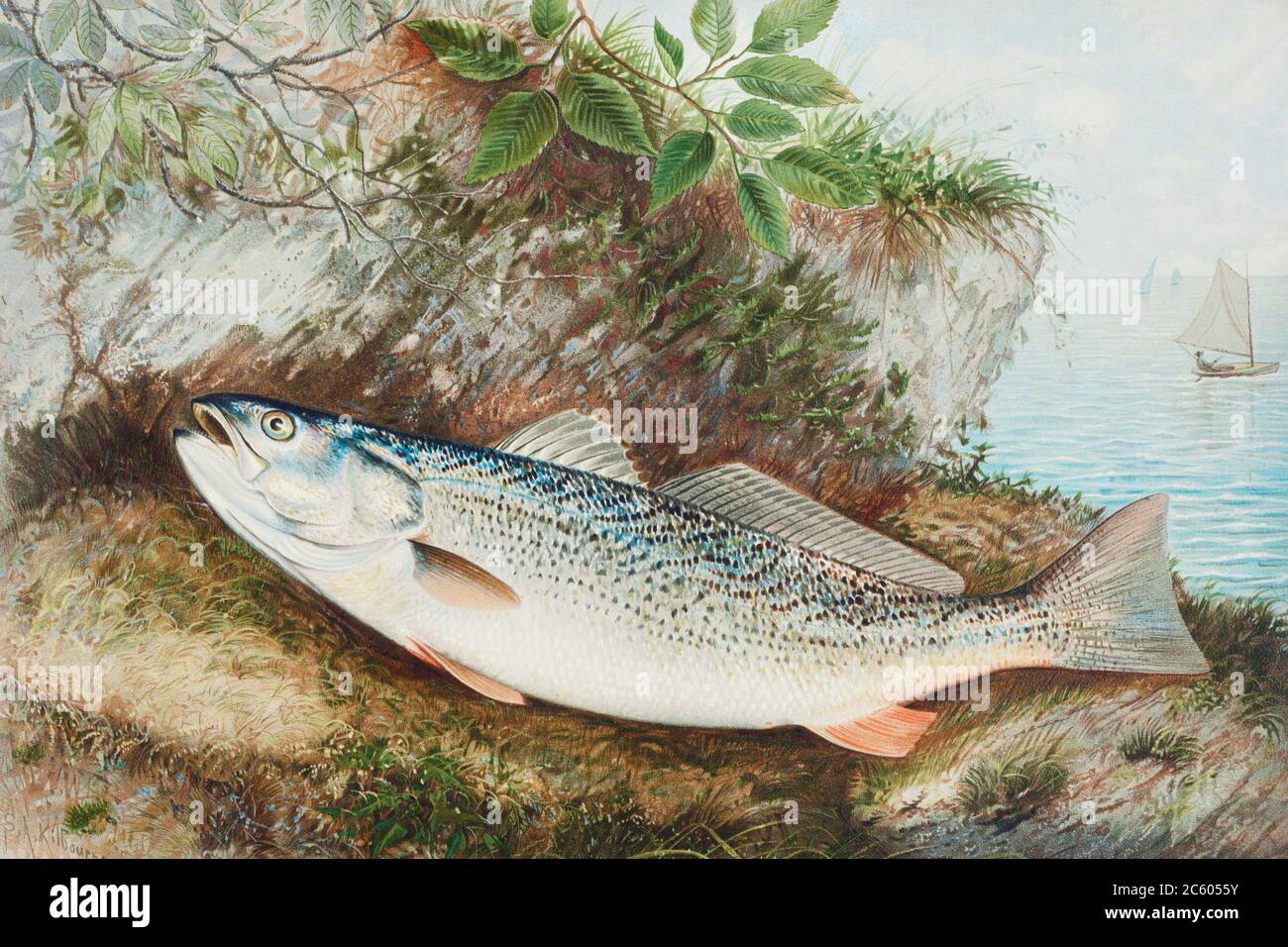 Weakfish illustration hi-res stock photography and images - Alamy