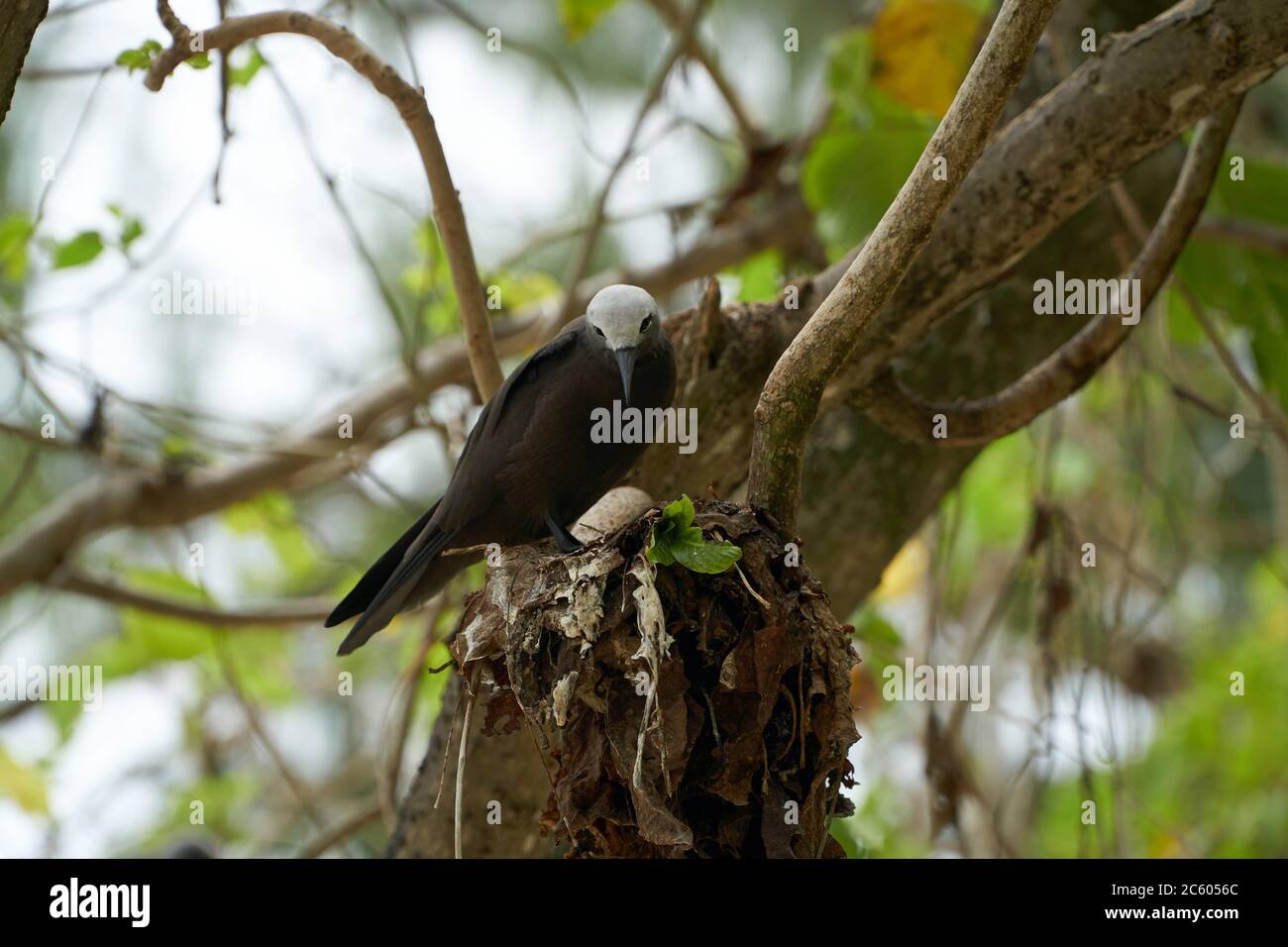 Noddy bird sitting on its nest Stock Photo - Alamy