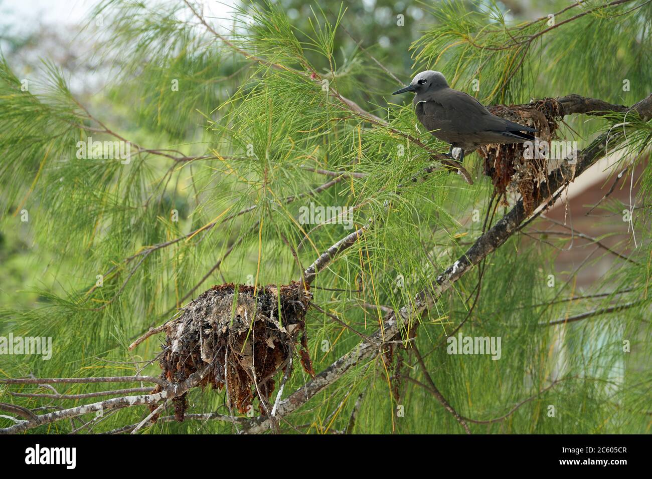 Lesser noddy close to its nest Stock Photo - Alamy