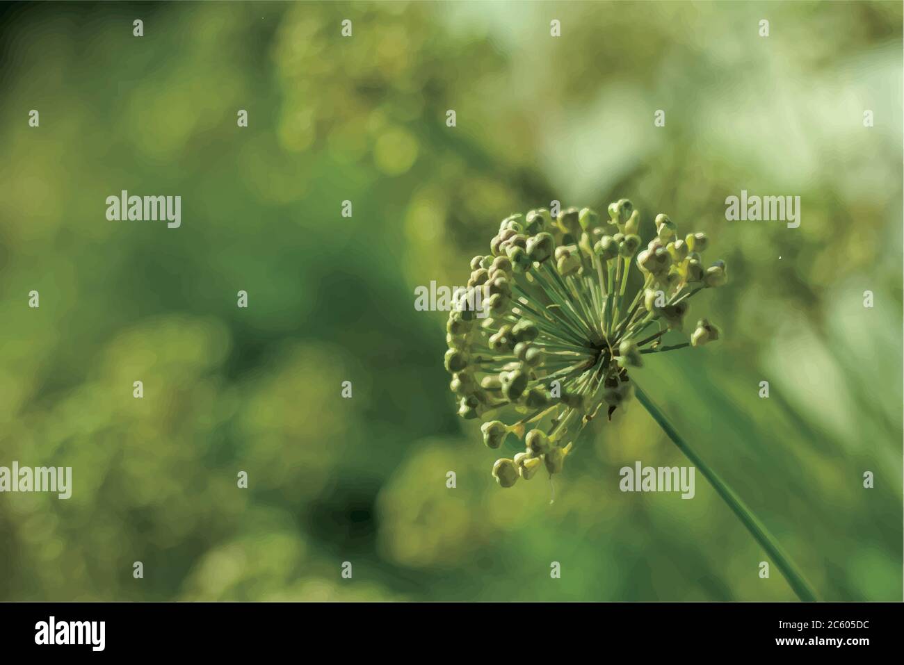 Chinese chives, Garlic chives, Chinese chives seeds Vector illustration ...