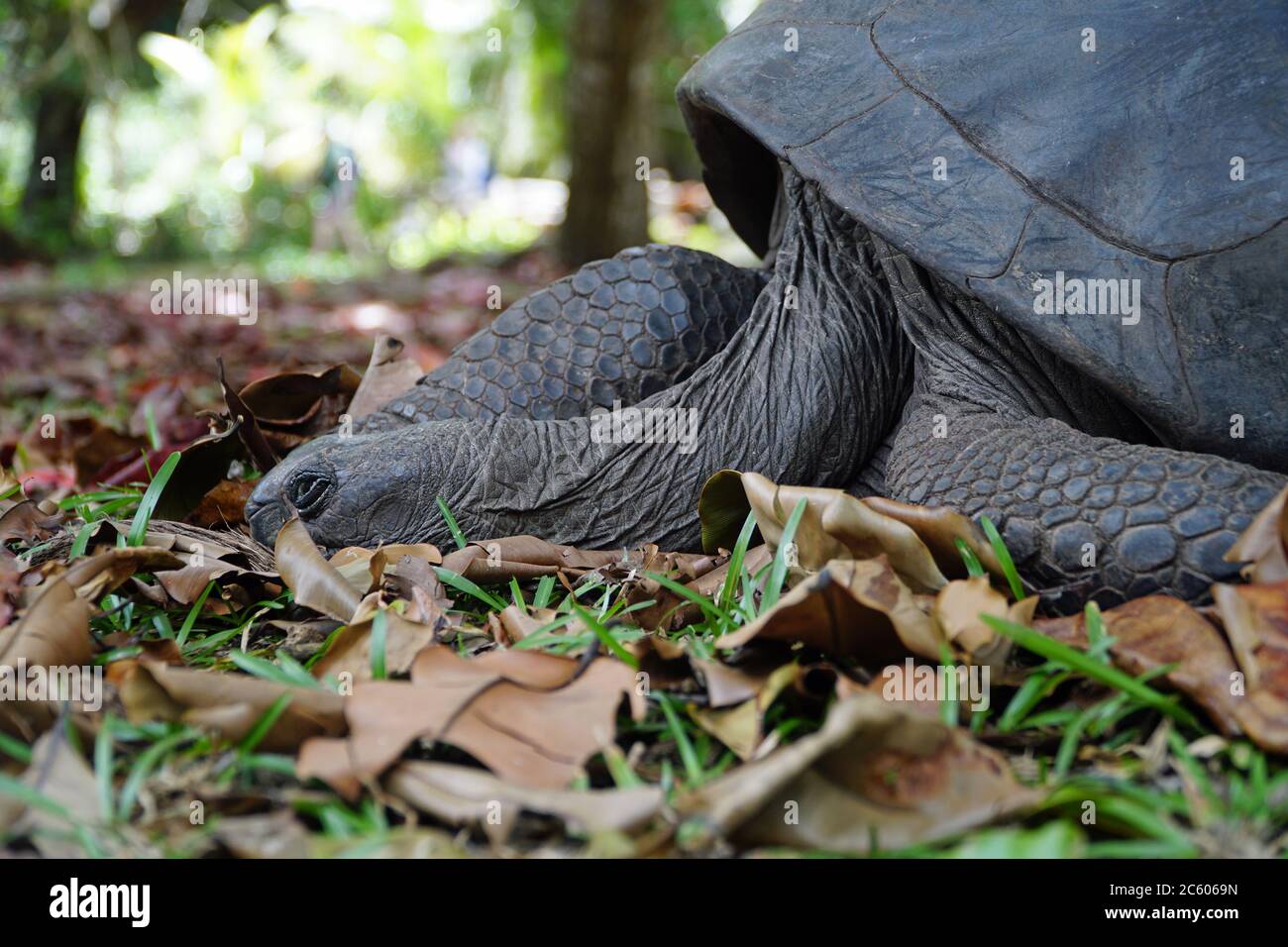 Giant tortoise sleeping on the ground in the wood Stock Photo - Alamy