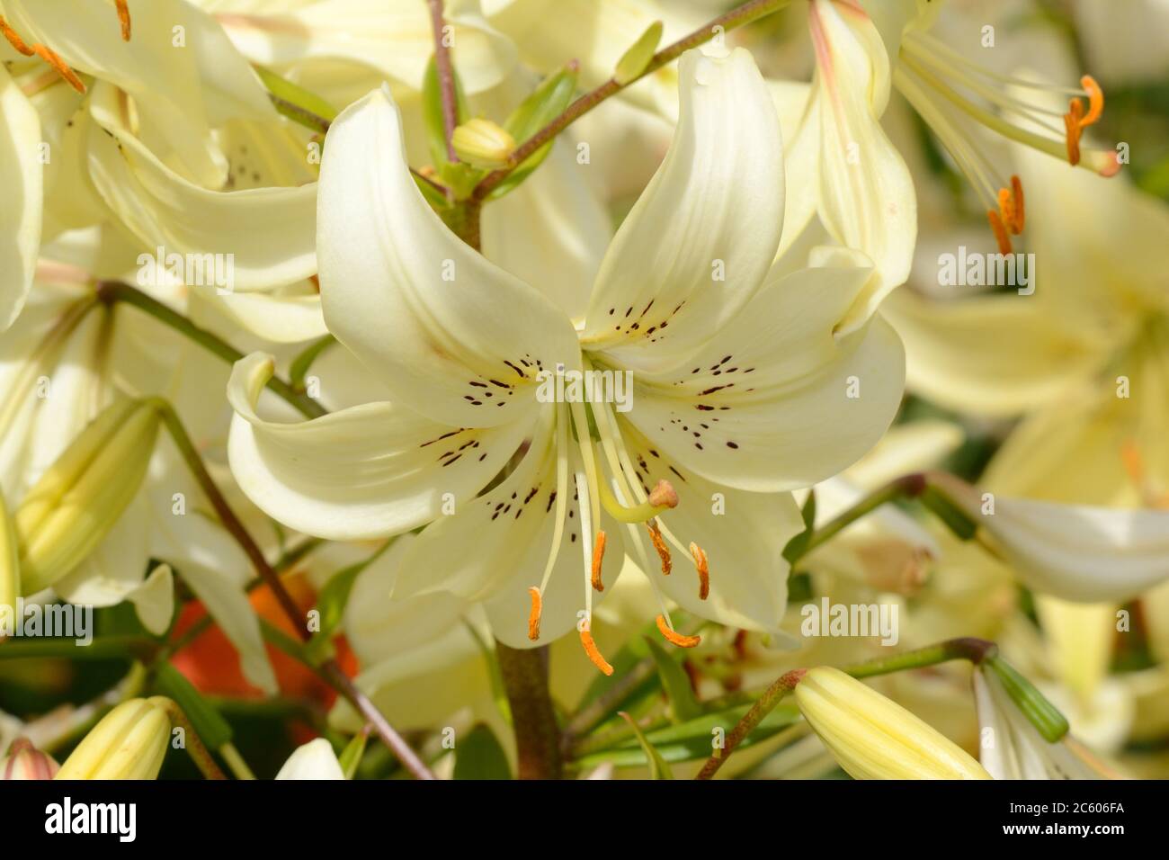 Tiger lily flower hi-res stock photography and images - Alamy