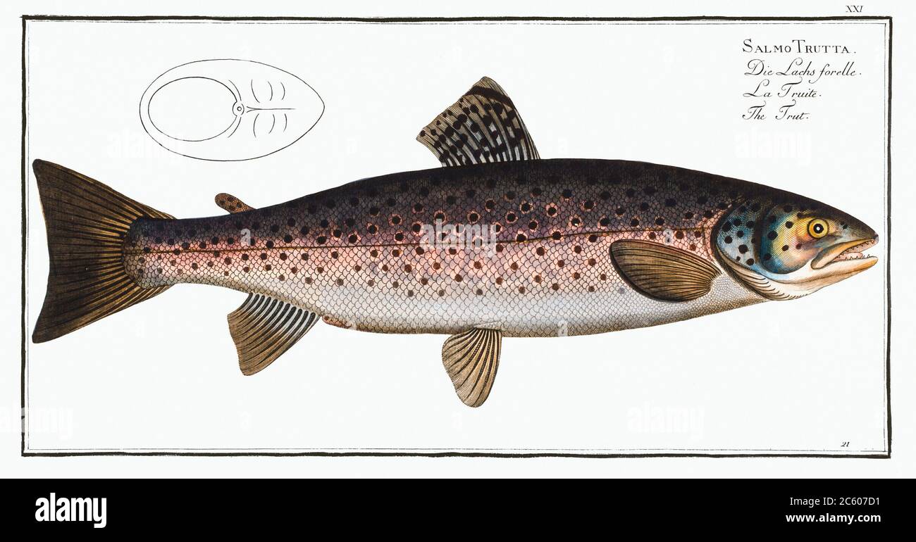 Salmo trut hi-res stock photography and images - Alamy