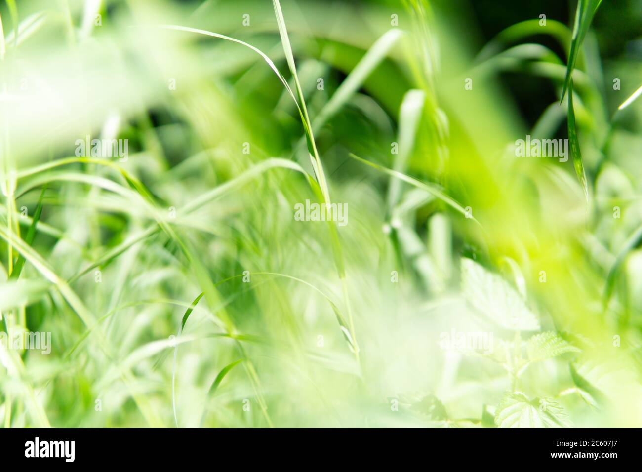 Blurred background of light green grass. Selective focus, front view ...