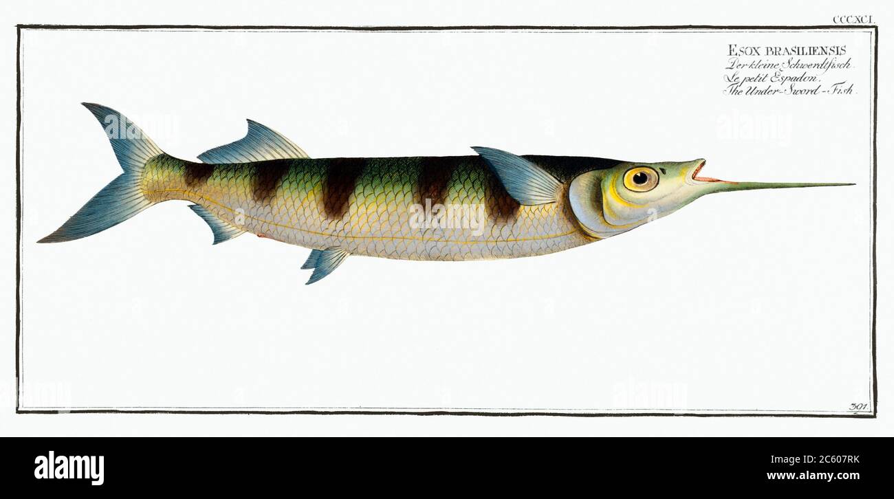 Sword fish cartoon illustration hi-res stock photography and images - Alamy