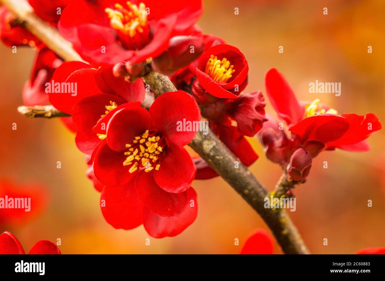 Hamada hi-res stock photography and images - Alamy