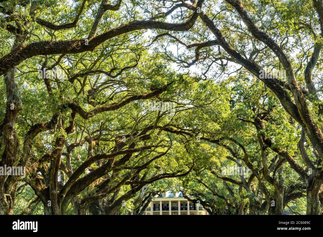 Sugar Plantation 1800s High Resolution Stock Photography and Images - Alamy